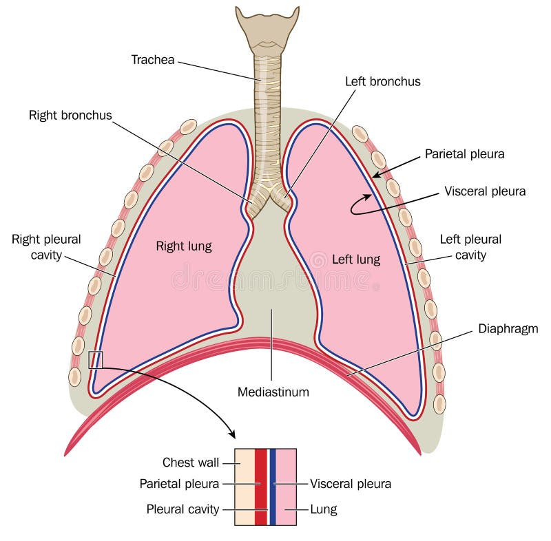 Longen Met Detail Van De Pleurae Vector Illustratie - Illustration of ...