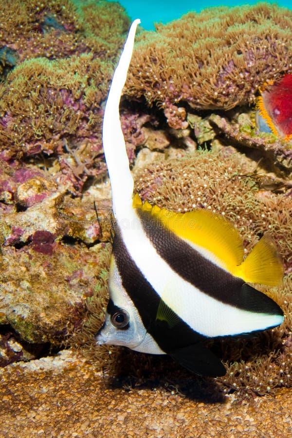 Longfin Bannerfish in Aquarium Stock Photo - Image of reef, fish: 12921900