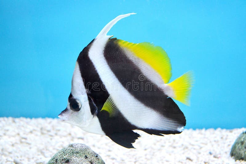 Longfin bannerfish stock photo. Image of beautiful, coral - 183544696