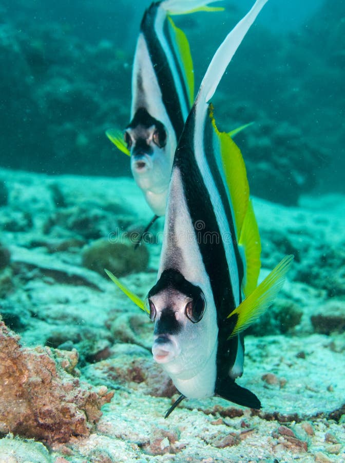 Longfin bannerfish looking stock image. Image of nature - 31570721
