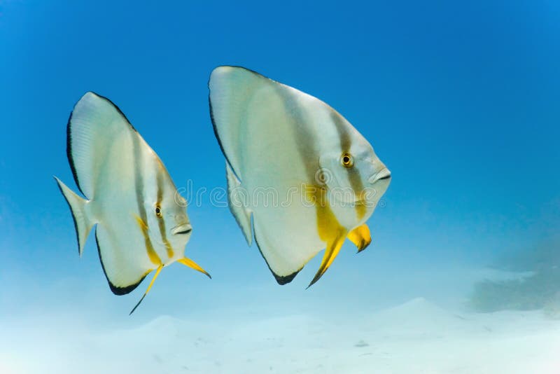 Longfin batfish stock image. Image of fish, wild, saltwater - 18943407