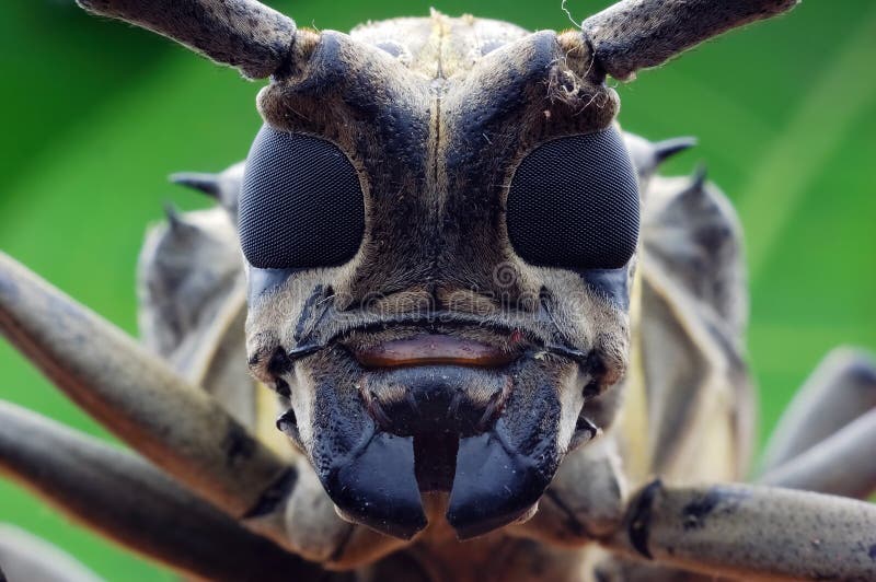Longhorn beetle closeup stock image. Image of nature - 28227839