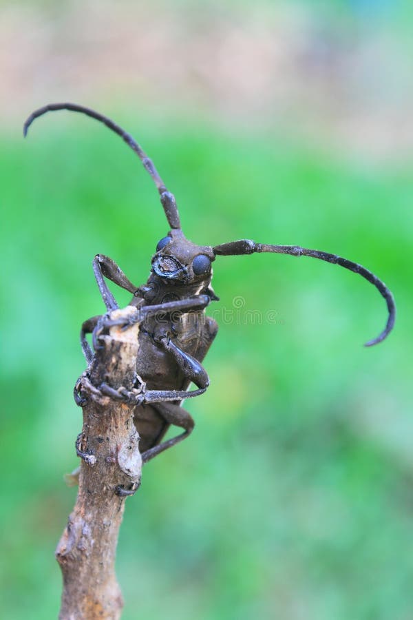 Longhorn Beetle in Genus Batocera Stock Image - Image of fauna, leaf ...