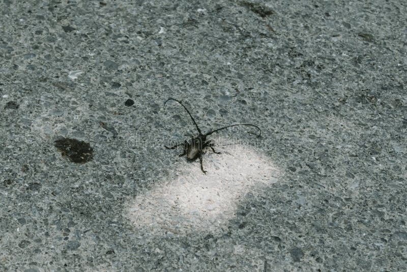 Longhorn Beetle on the Ground. Stock Image - Image of insects, macro ...