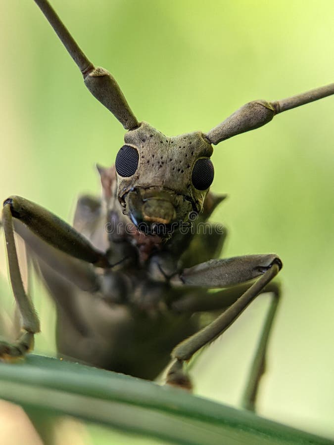 Longhorn Beetle head stock photo. Image of head, insects - 250308854