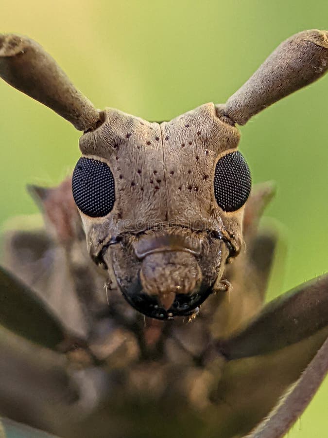 Longhorn Beetle head stock photo. Image of close, head - 250308858