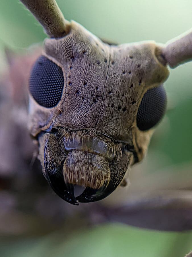 Longhorn Beetle head stock photo. Image of head, insects - 250308876