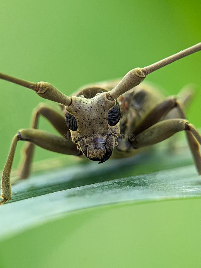 Longhorn Beetle head stock image. Image of macro, close - 250308901