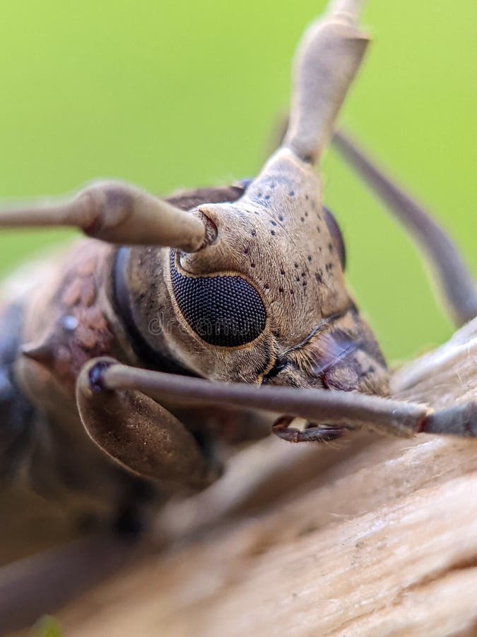 Longhorn Beetle head stock photo. Image of macro, beetle - 250308962