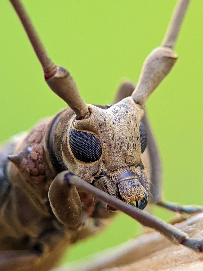 Longhorn Beetle head stock image. Image of beetle, head - 250309049