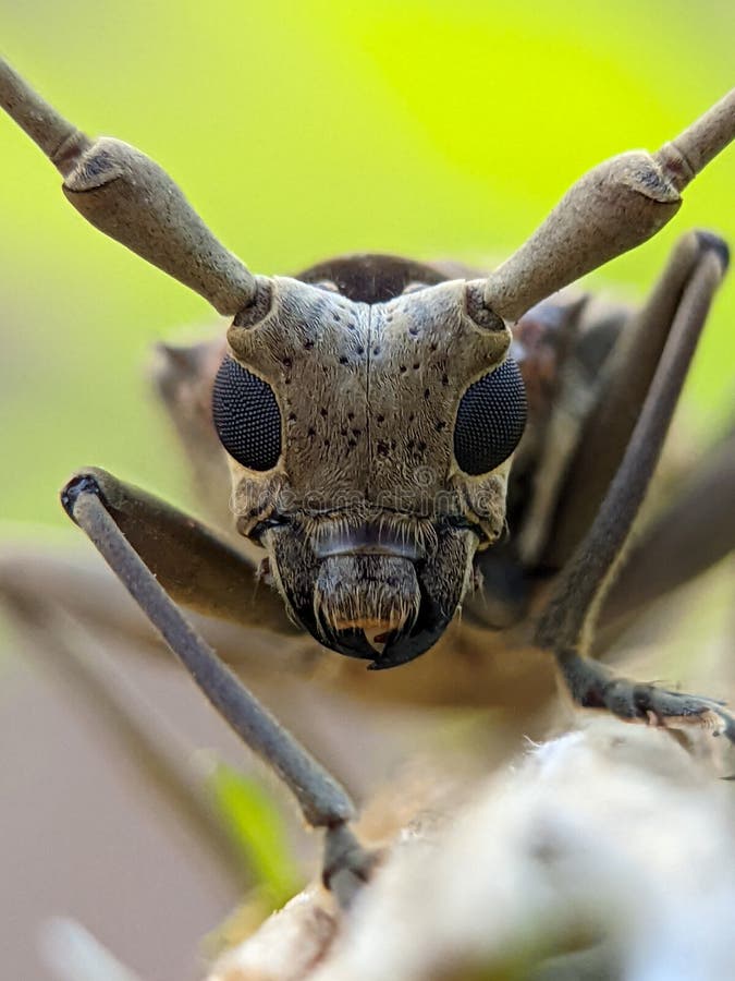 Longhorn Beetle head stock image. Image of head, insects - 250309071