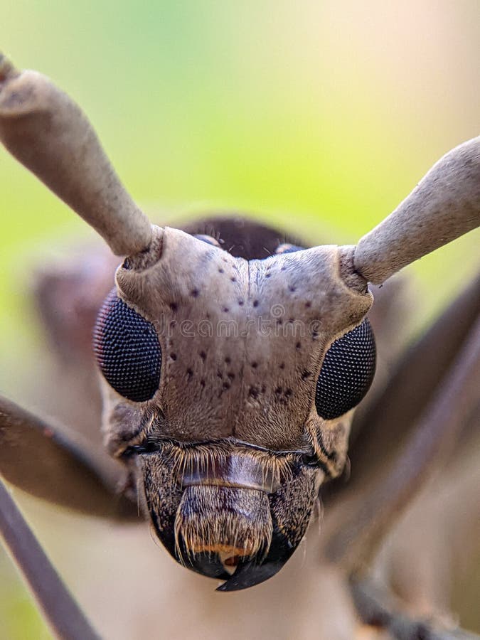 Longhorn Beetle head stock image. Image of head, insects - 250309087