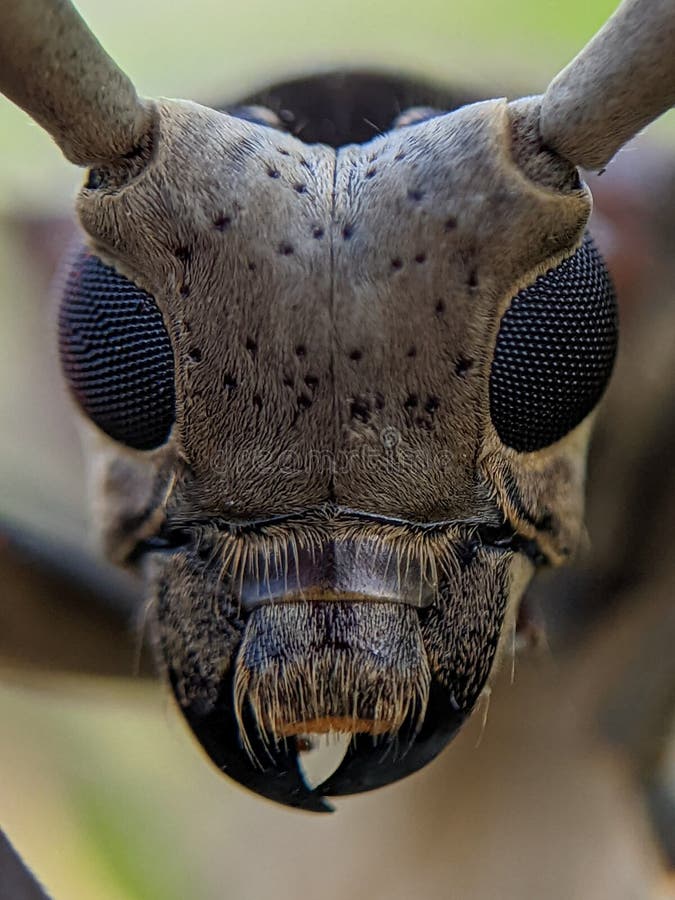Longhorn Beetle head stock image. Image of close, macro - 250309099