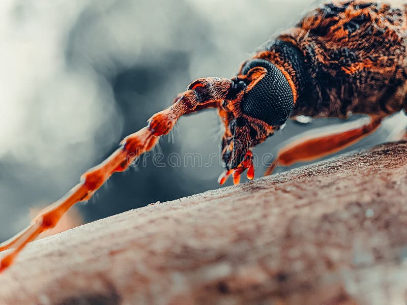Longhorn Beetle Insect is Crawling on Wood Seen from the Side Stock ...