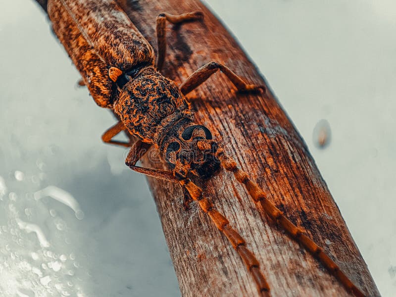 Longhorn Beetle Insect is Crawling on Wood Seen from the Top Stock ...