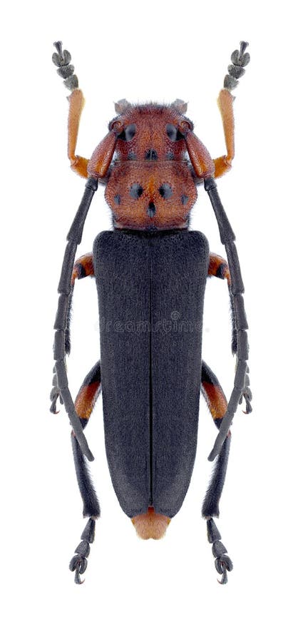 Musaria Puncticollis Stock Photos - Free & Royalty-Free Stock Photos ...