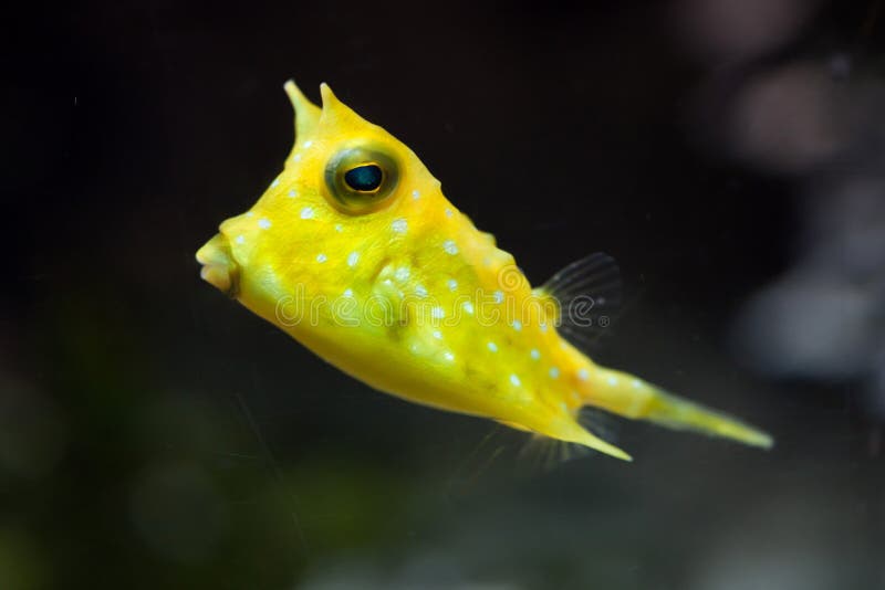 Longhorn Boxfish Lactoria Cornuta Stock Photo - Image of indian ...