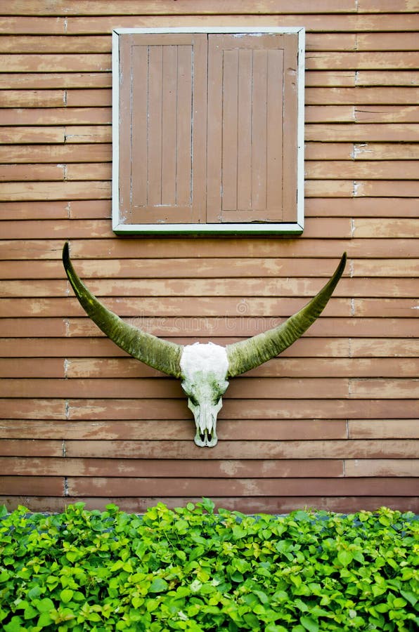 Longhorn buffalo stock photo. Image of bull, wall, ranch - 43484396