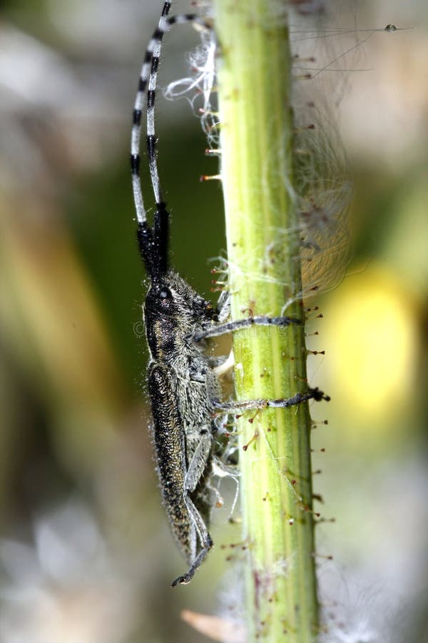 Longhorn bug stock image. Image of cerambycidae, arthropod - 12283483