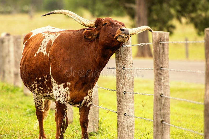 Longhorn Bull in the Paddock Stock Photo - Image of countryside, rural ...