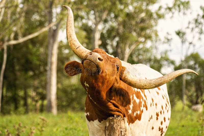 Longhorn Bull in the Paddock Stock Image - Image of beef, field: 146063129