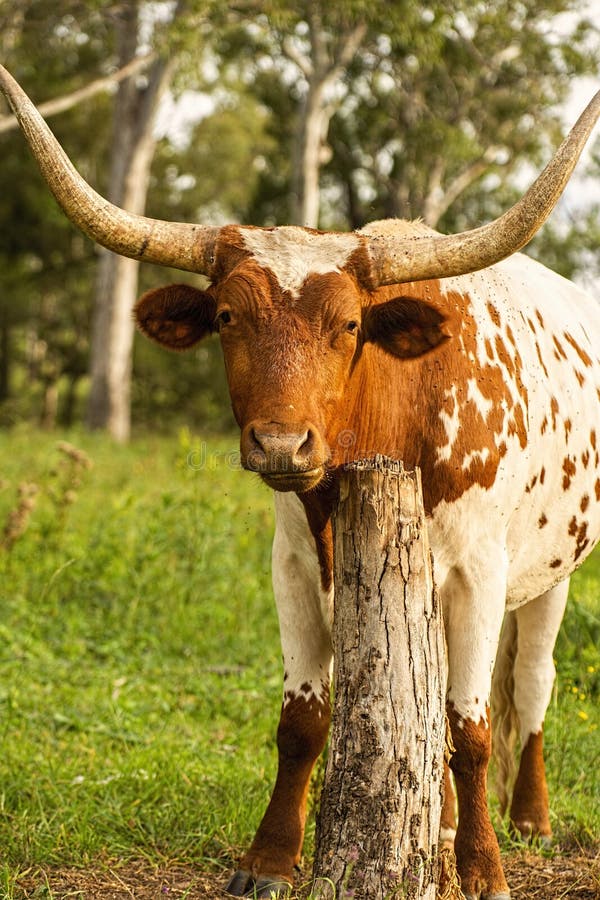 Longhorn Bull in the Paddock Stock Image - Image of graze, grazing ...
