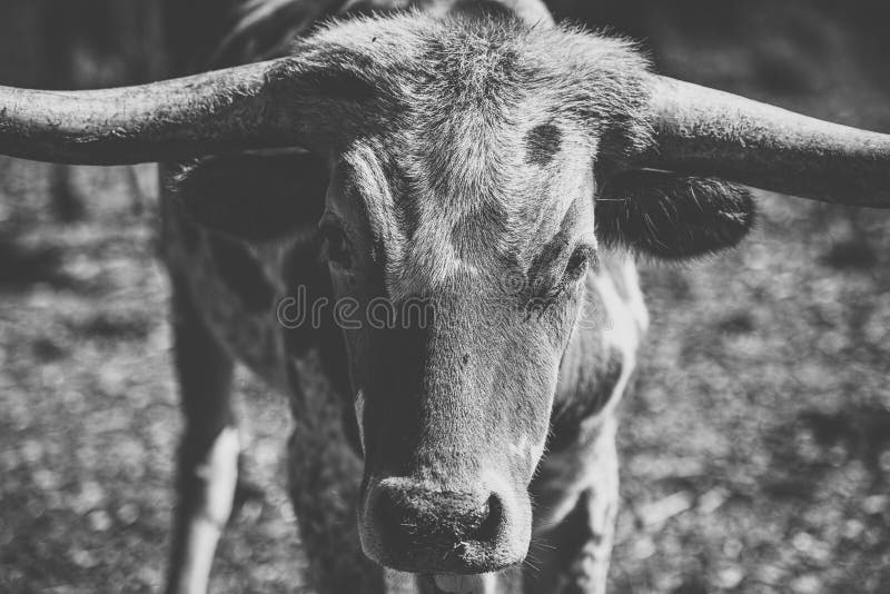 Longhorn Bull in the Paddock Stock Photo - Image of meadow, agriculture ...