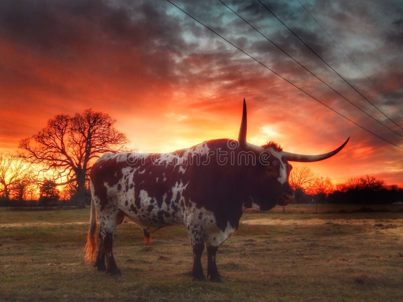 Longhorn stock image. Image of sunset, horns, ranch, country - 60128703