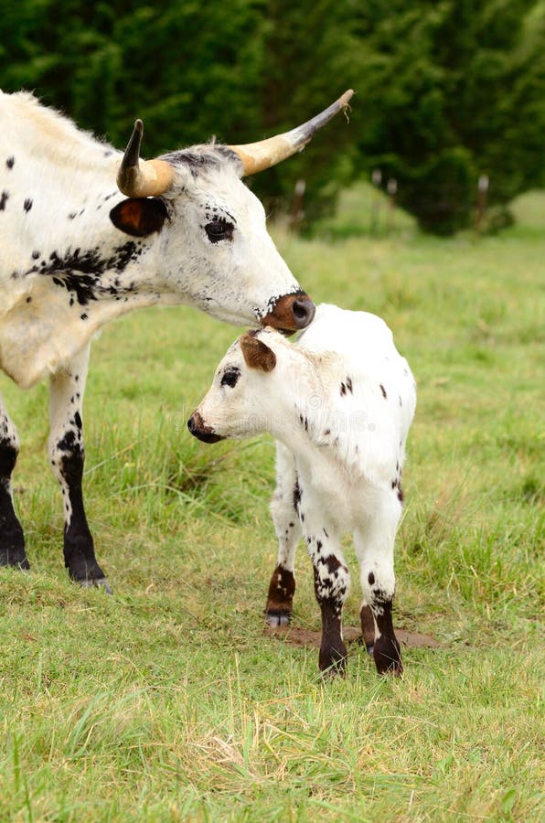 Mother Cow with a Baby Calf in a Field. Stock Image - Image of calf ...