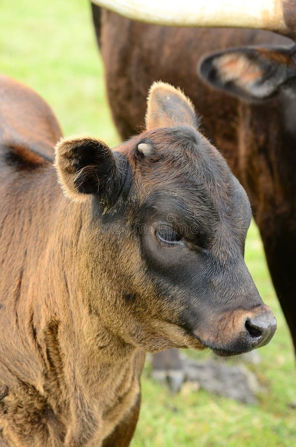 Longhorn Calf Portrait stock photo. Image of grass, pasture - 22535522