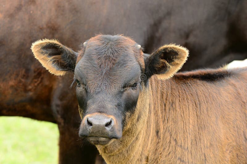 Longhorn Calf Portrait stock photo. Image of bovine, grazing - 22535536