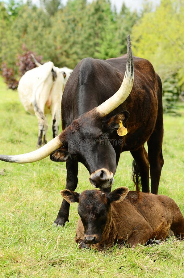 Longhorn Calves stock image. Image of mother, cattle - 22535225