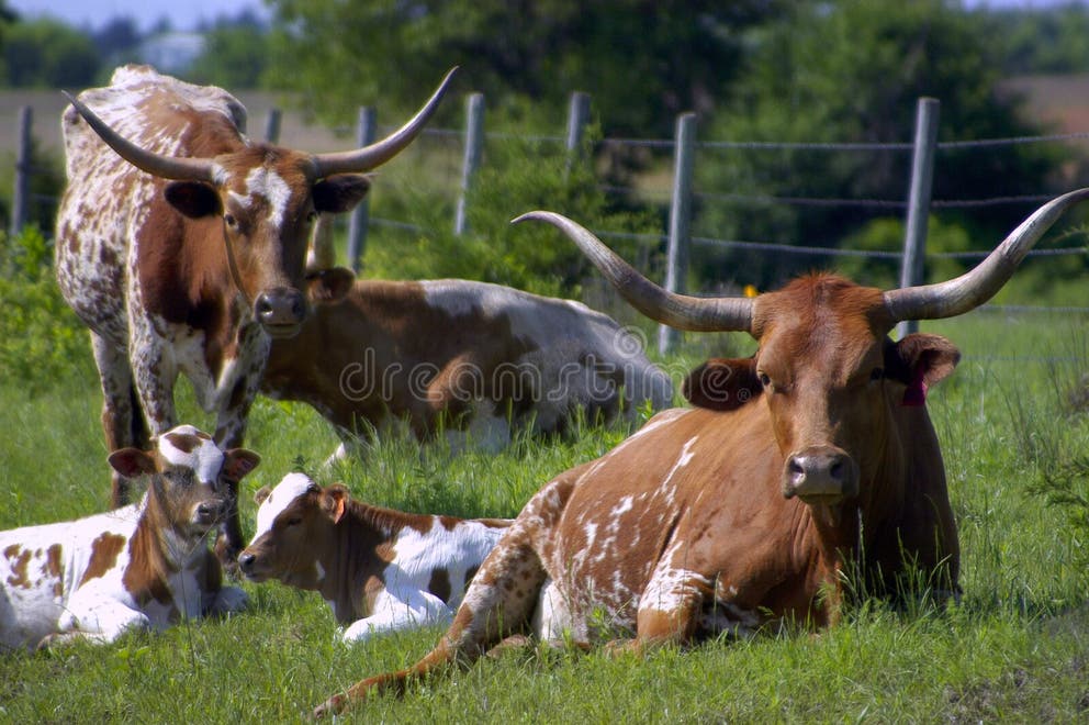 Longhorn Cattle stock image. Image of animals, cattle - 2480309