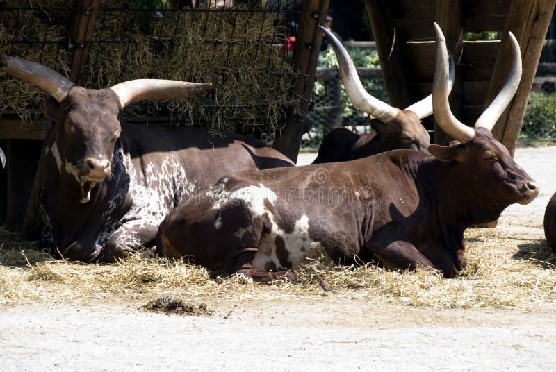 Longhorn cattle stock photo. Image of brown, farm, bovine - 9298358