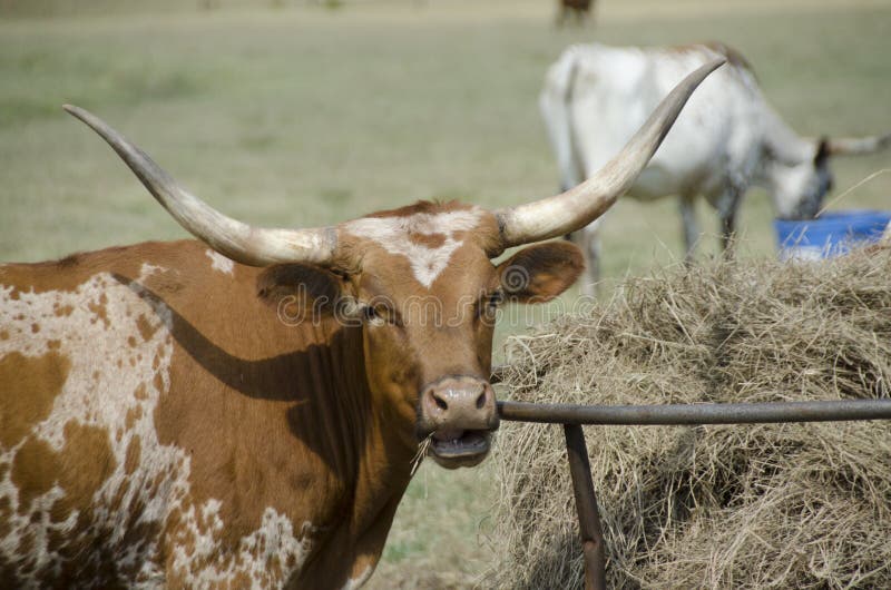Texas Strong stock image. Image of stunning, sunset, strong - 45396373