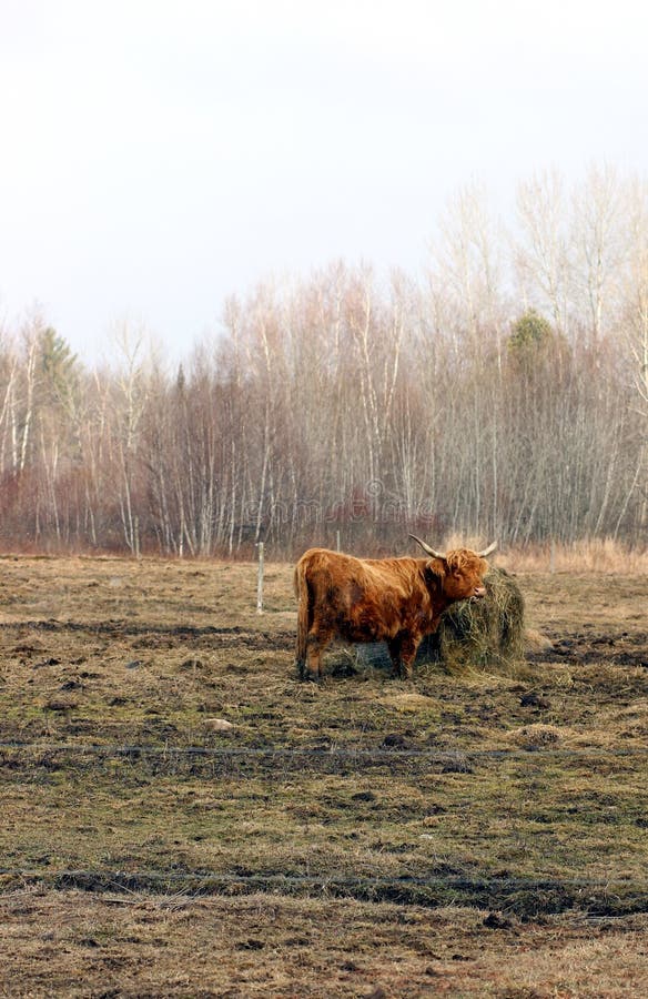 Longhorn Cattle stock image. Image of beautiful, outdoor - 111674151