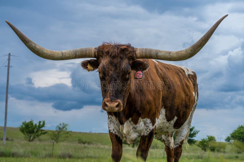 Longhorn Cattle in Rural Oklahoma Stock Image - Image of oklahoma ...