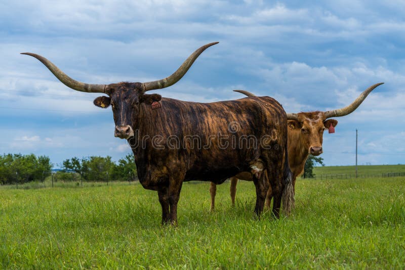 Longhorn Cattle in Rural Oklahoma Stock Photo - Image of large, rural ...