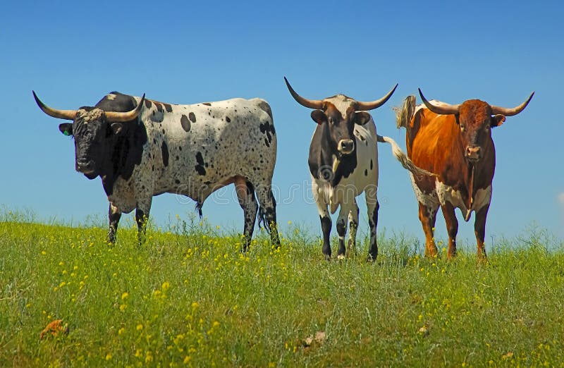Longhorn cattle stock photo. Image of blue, animal, long - 82112166