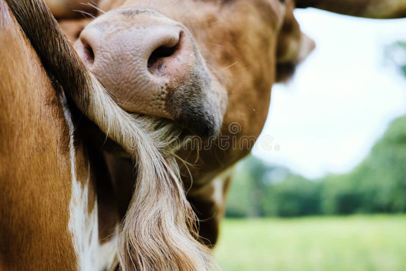 The tail of a cow stock image. Image of barn, farming - 108303587