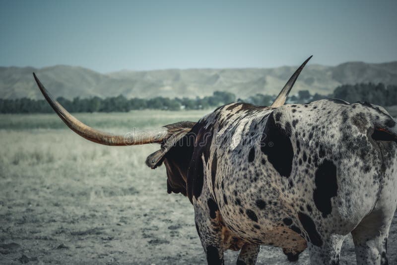Longhorn Cow Seen from Behind in a Field Stock Photo - Image of nature ...