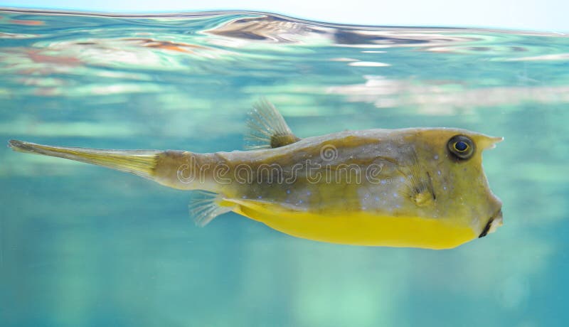 Longhorn cowfish stock image. Image of blue, fish, saltwater - 23193181