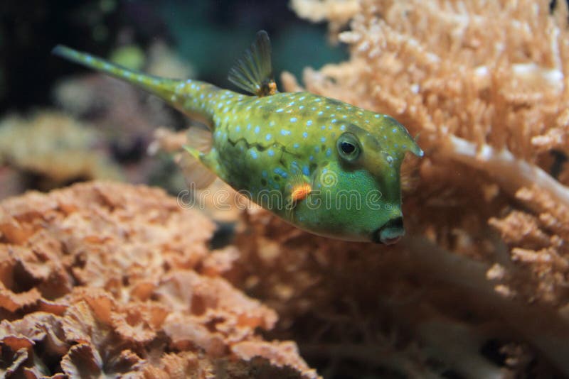 Longhorn cowfish stock image. Image of marine, cowfish - 25898393