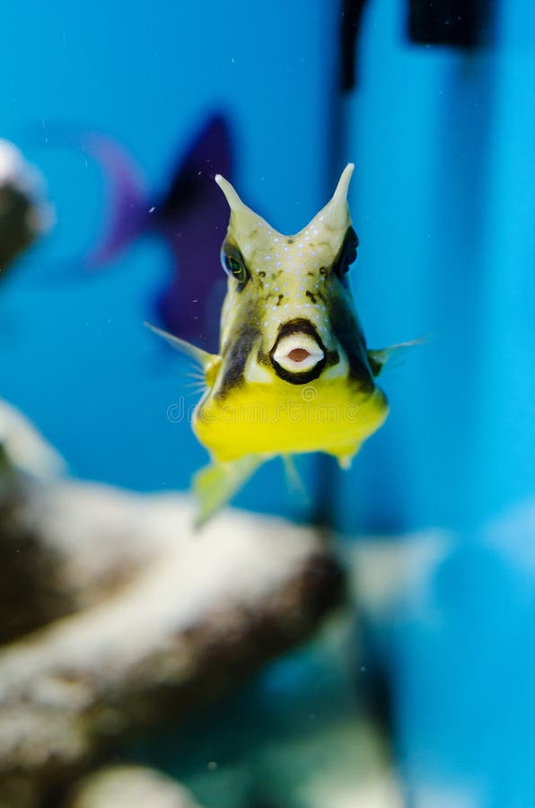 1,252 Boxfish Stock Photos - Free & Royalty-Free Stock Photos from ...