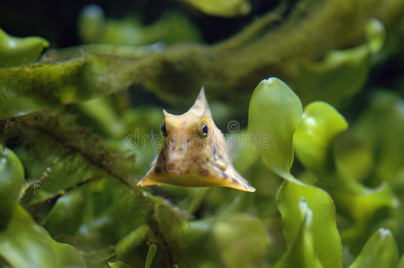 Longhorn Cowfish (Lactoria Cornuta) Stock Photo - Image of coral ...