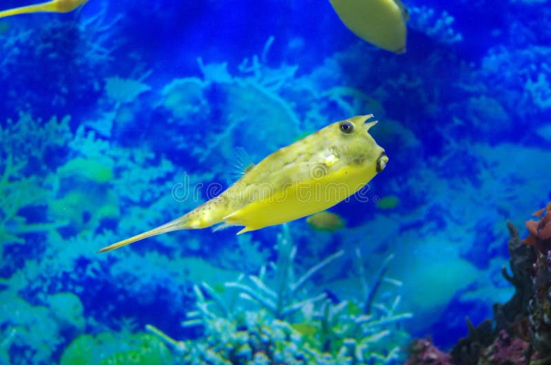 The Longhorn Cowfish, Lactoria Cornuta, Also Called the Horned Boxfish ...