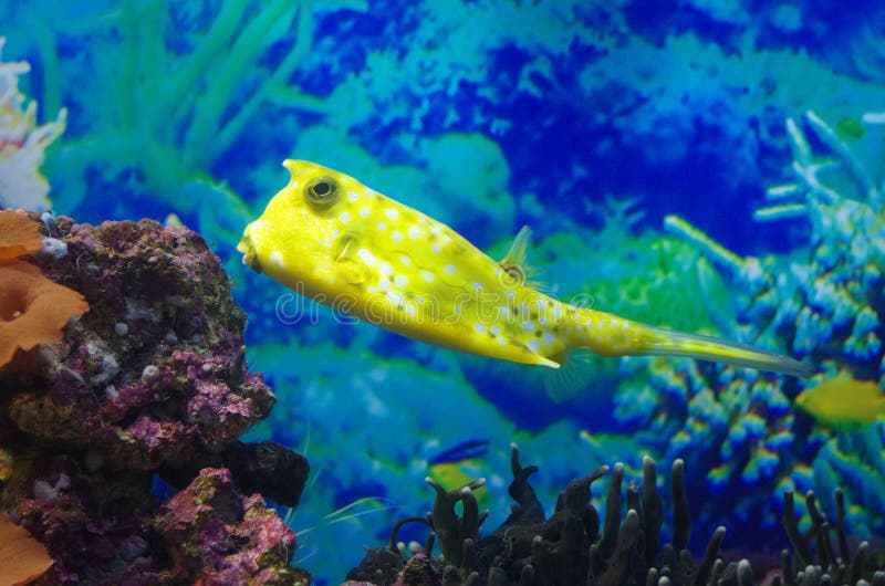 The Longhorn Cowfish Lactoria Cornuta, Also Called the Horned Boxfish ...