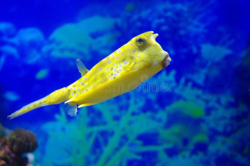 The Longhorn Cowfish, Lactoria Cornuta, Also Called the Horned Boxfish ...
