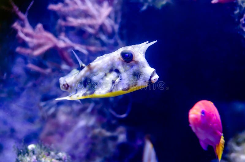 The Longhorn Cowfish Lactoria Cornuta, Also Called the Horned Boxfish ...