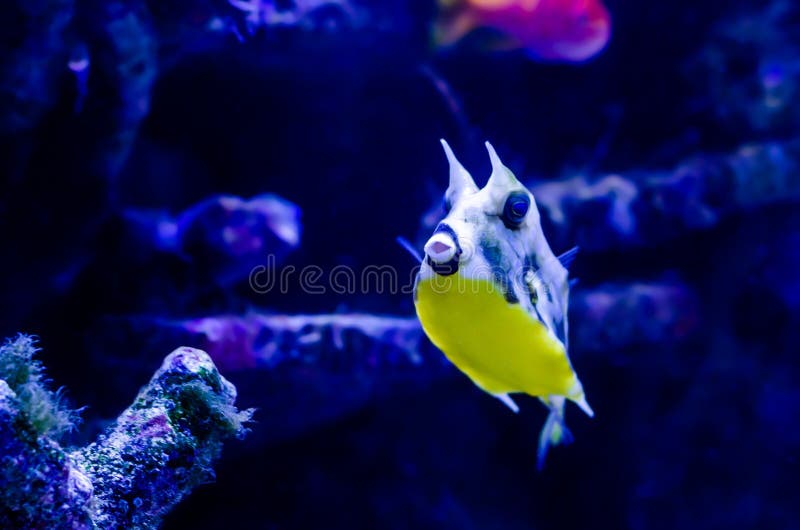The Longhorn Cowfish Lactoria Cornuta, Also Called the Horned Boxfish ...